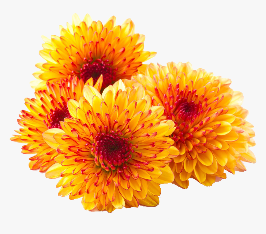 Chrysanthemum Png Photos - Mums Png, Transparent Png , Transparent Png ...