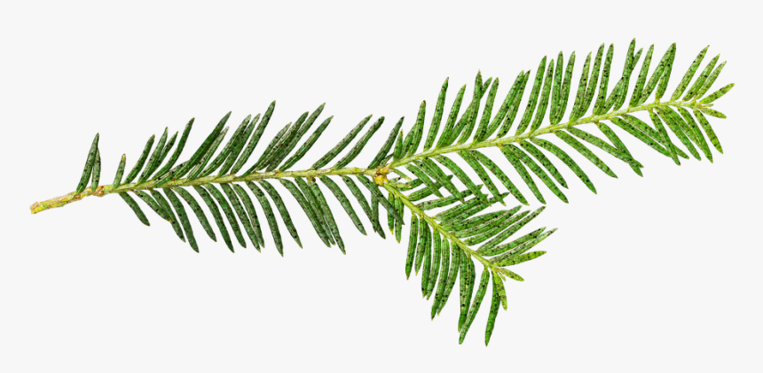 Stand-alone, Nature, Background, Sheet, Christmas Tree - Sheets Tree ...