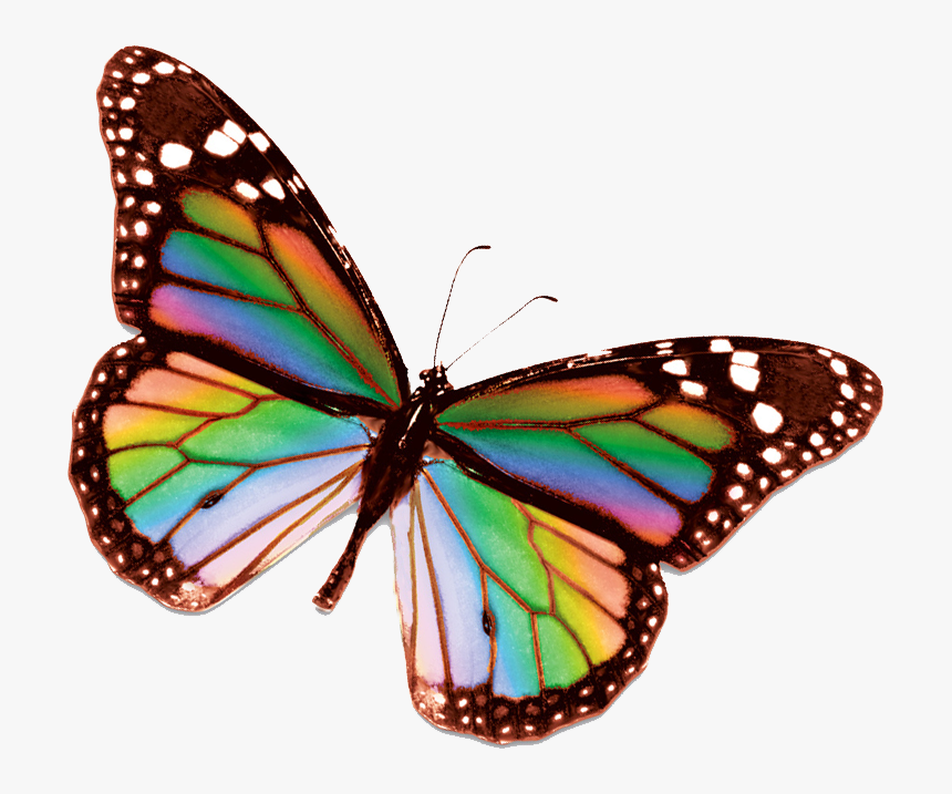 Rainbow Butterfly Clipart Small - Real Rainbow Butterfly Png ...