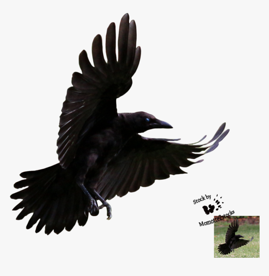 Transparent Background Flying Crow Png, Png Download , Transparent Png ...