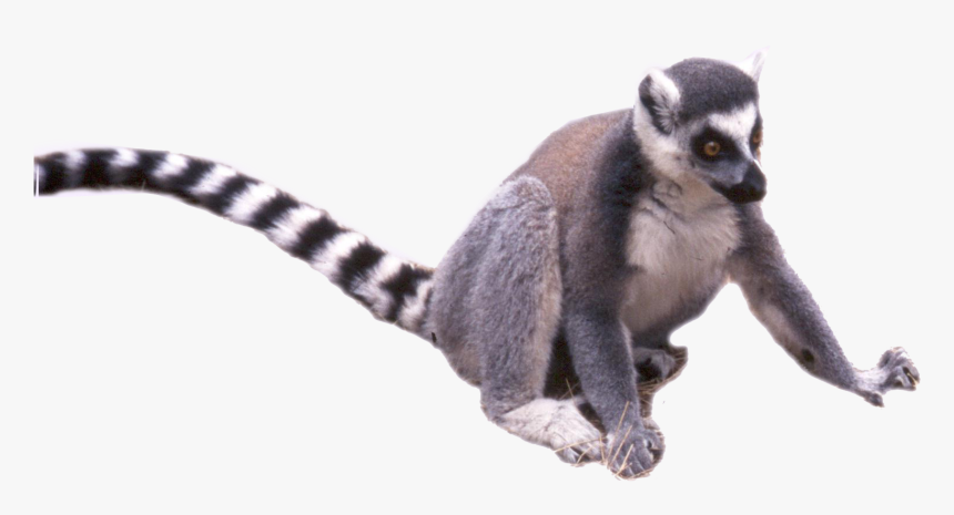 Red Lemur Transparent Background, HD Png Download , Transparent Png ...