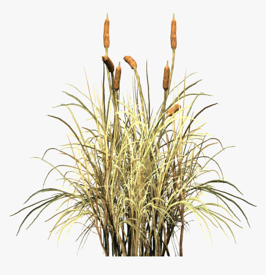 Transparent Cattail Png - Cat Tail Plant Png, Png Download ...
