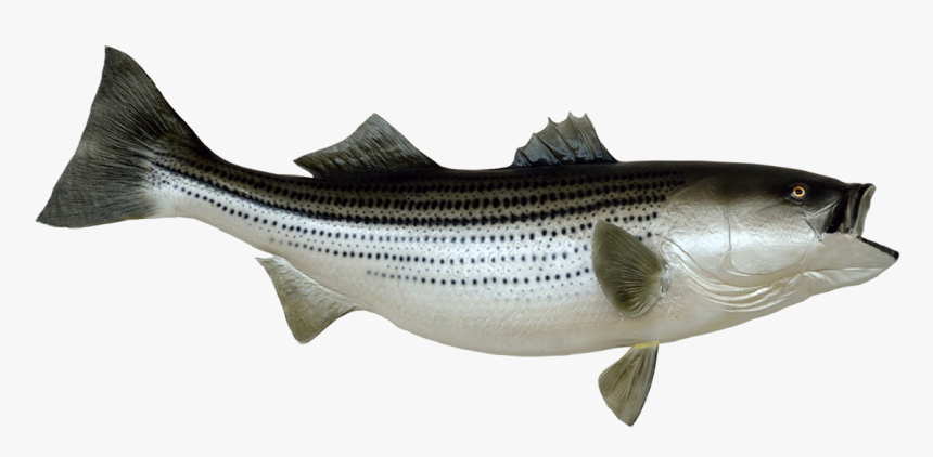Mounted Striped Bass Clip Art - Royalty Free Striped Bass Art, HD Png ...