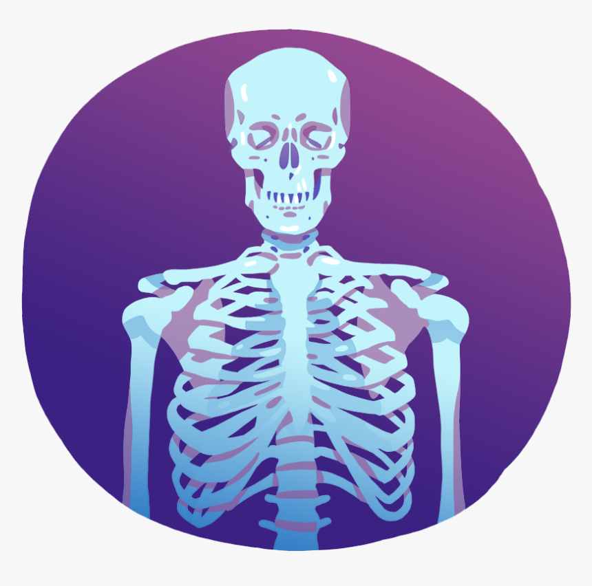 Skeleton, HD Png Download , Transparent Png Image - PNGitem