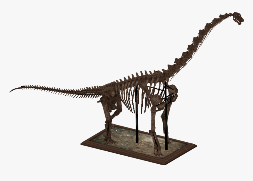 Brachiosaurus Skeleton