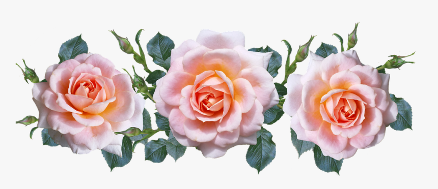 Roses, Pink, Arrangement, Cut Out - Pink Roses Cut Out, HD Png Download ...