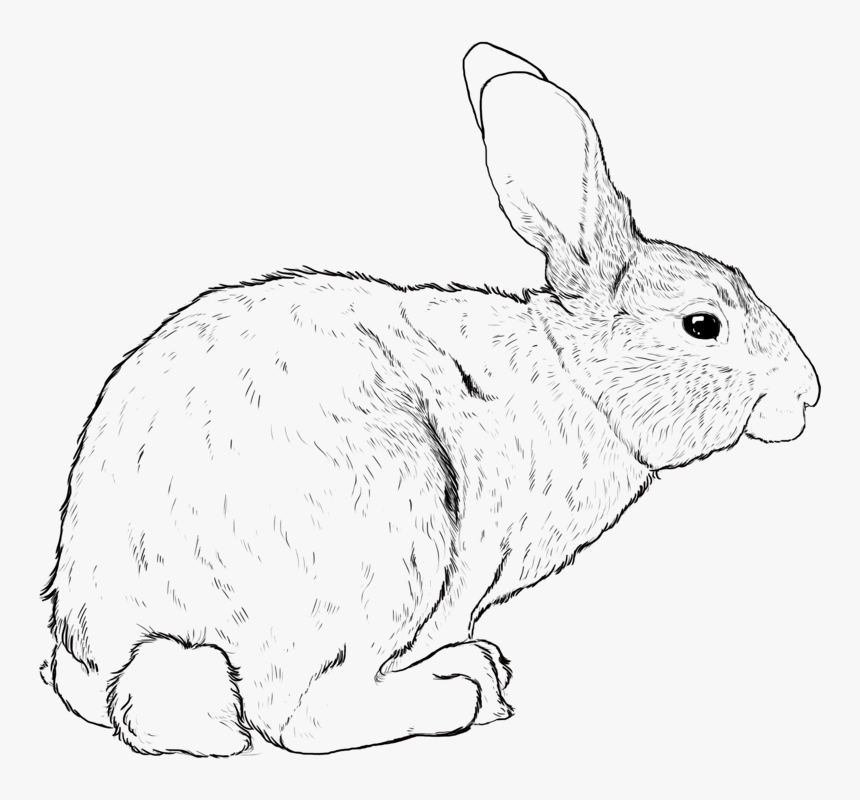 Transparent White Rabbit Png - Domestic Rabbit, Png Download ...