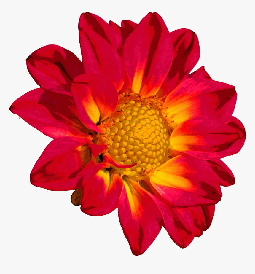Red Colour Flower Png, Transparent Png , Transparent Png Image - PNGitem