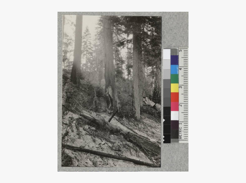 Live Redwood Tree Burning At Base After Slash Fire - Birch, HD Png ...