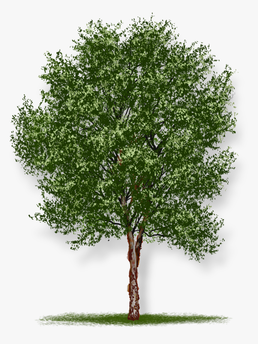 Hd Tree White Background, HD Png Download , Transparent Png Image - PNGitem