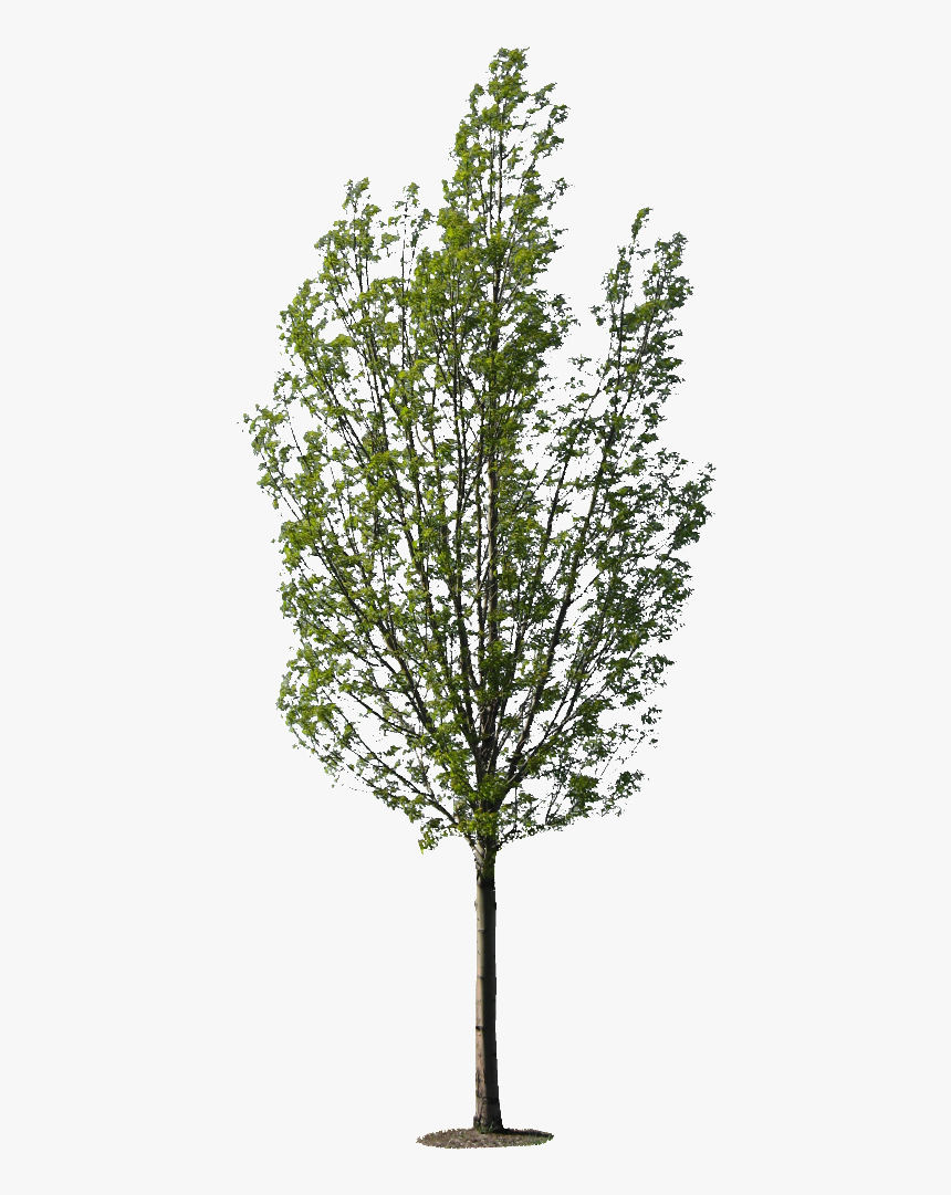 Tree Texture, HD Png Download , Transparent Png Image - PNGitem