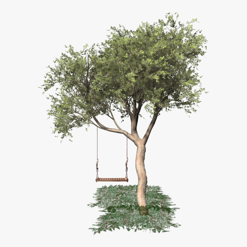 Fall Tree Png, Transparent Png , Transparent Png Image - PNGitem
