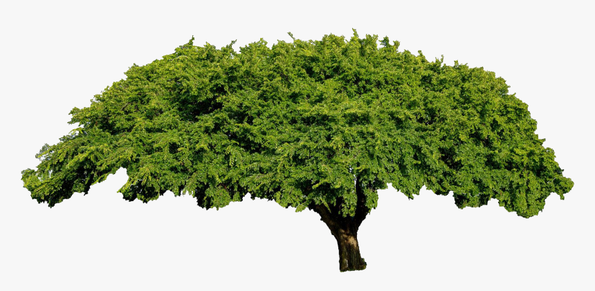 Fig Tree Clip Art, HD Png Download , Transparent Png Image - PNGitem