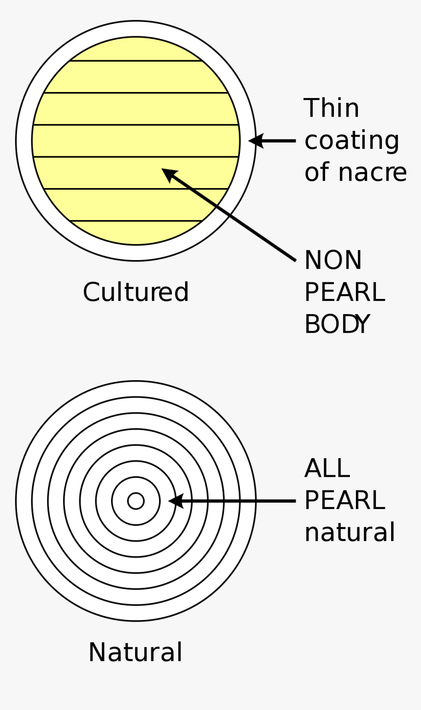 Pearl Border Png, Transparent Png , Transparent Png Image - PNGitem