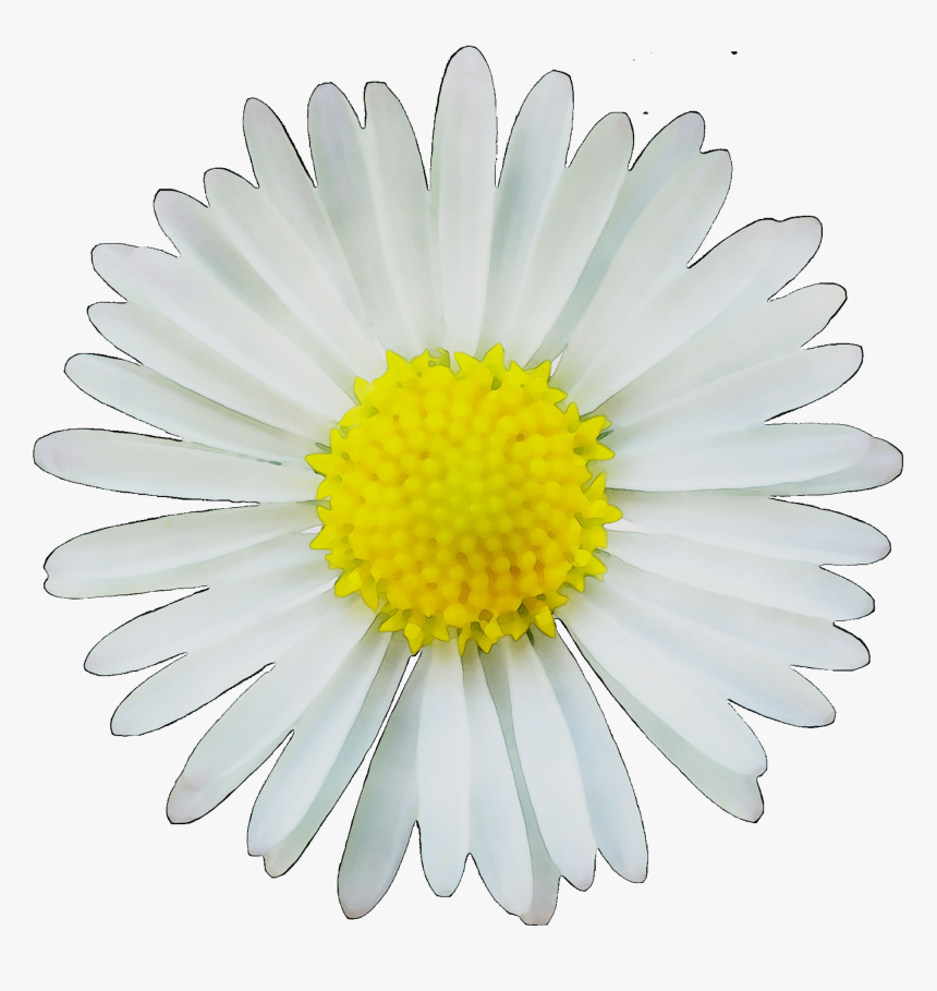 Clip Art Image Common Daisy Drawing Portable Network - Flower Daisy ...