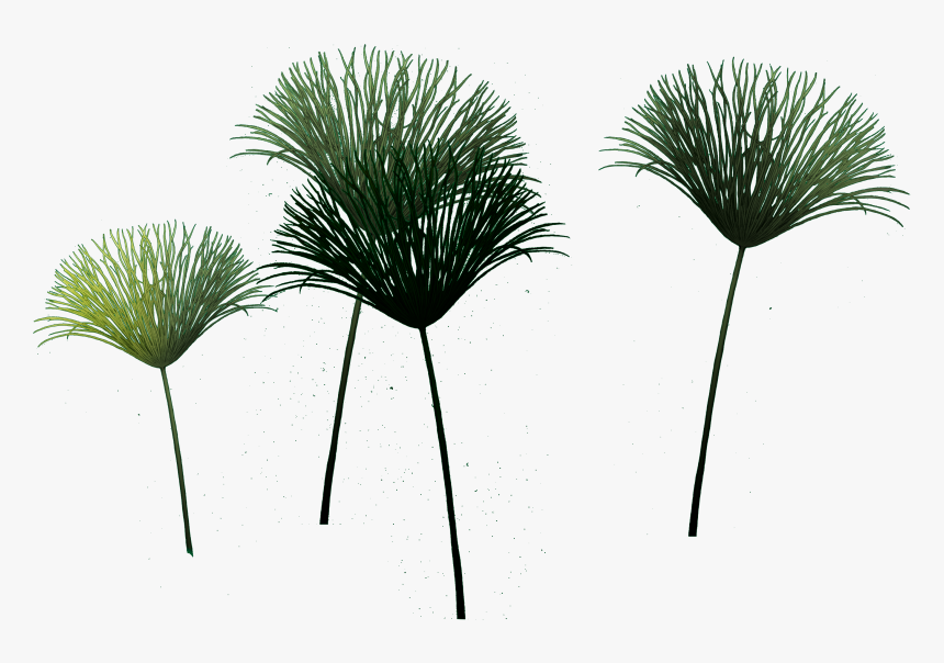 Sabal Minor, HD Png Download , Transparent Png Image - PNGitem