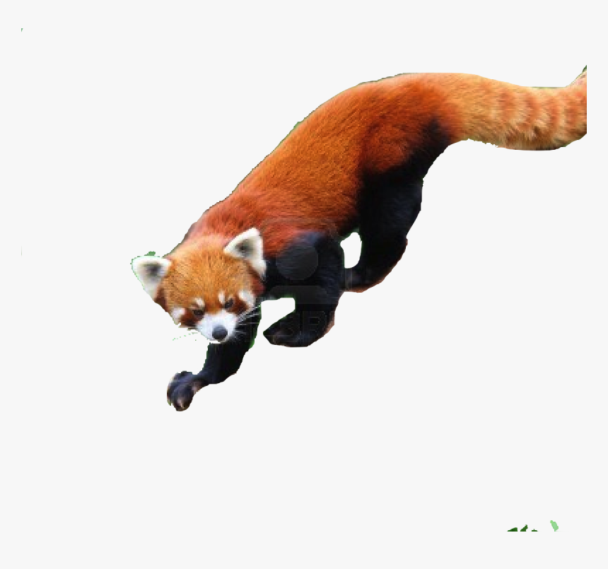 Save Red Panda - Red Panda, HD Png Download , Transparent Png Image ...