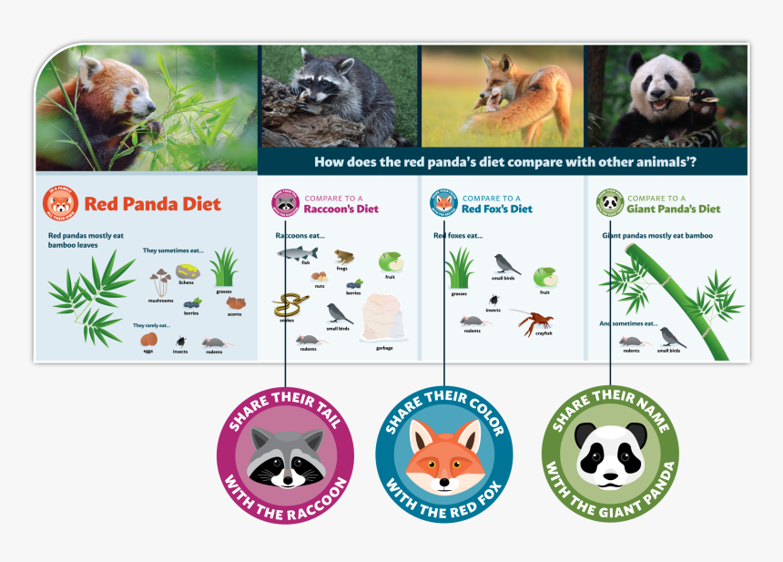 Red Panda Exhibit Designs, HD Png Download , Transparent Png Image ...
