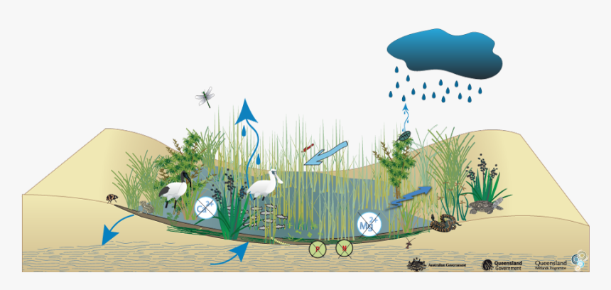 Water Cycle In Swamp, HD Png Download , Transparent Png Image - PNGitem