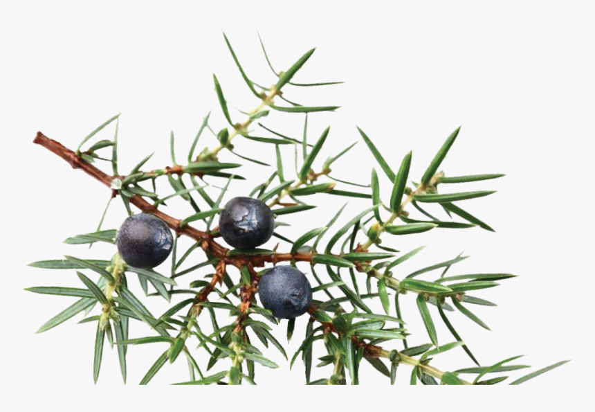 Botanical Drawing Juniper Berry, HD Png Download , Transparent Png ...