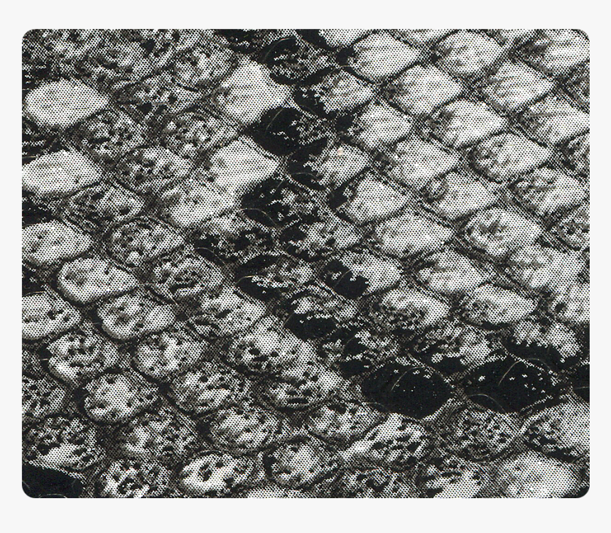 243 Black Snake Pu - Monochrome, HD Png Download , Transparent Png ...