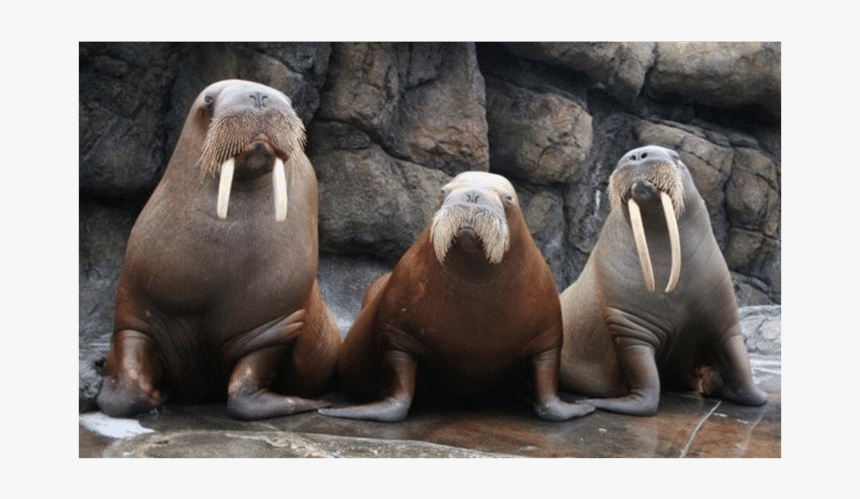 Walrus California, HD Png Download , Transparent Png Image - PNGitem