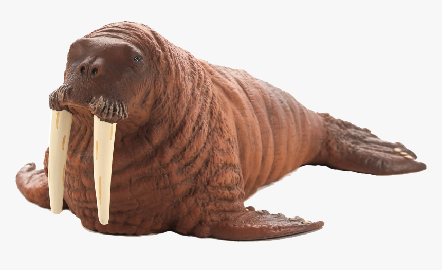 Walrus, HD Png Download , Transparent Png Image - PNGitem