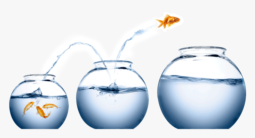 Fish Jumping From One Bowl To Another, HD Png Download , Transparent ...