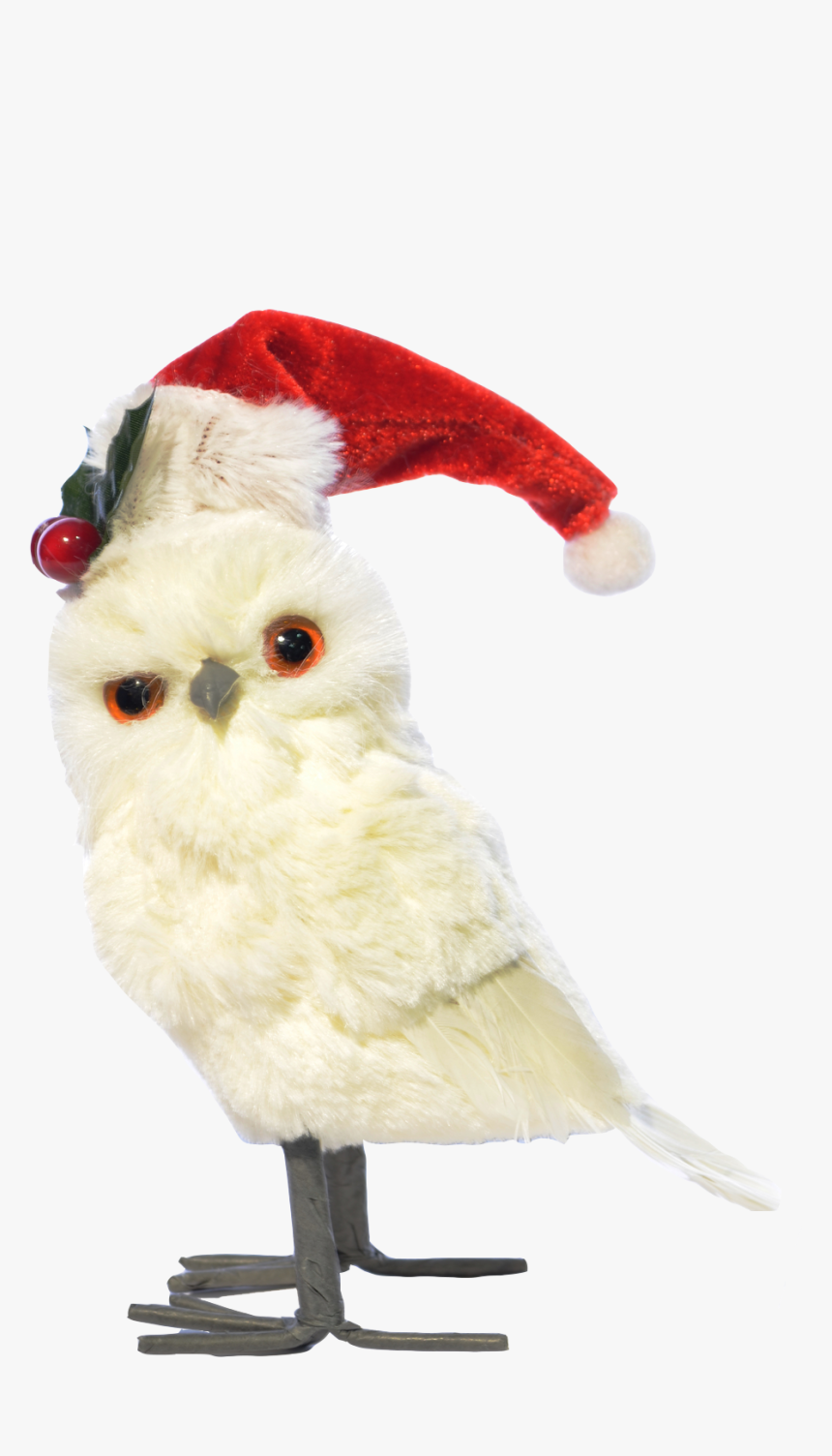 Snowy Owl, HD Png Download , Transparent Png Image - PNGitem