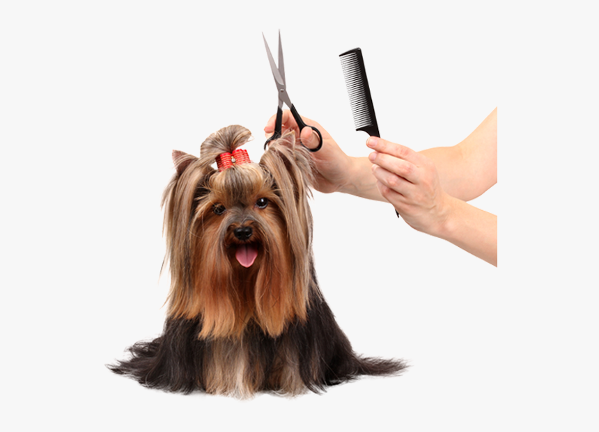 Dog Grooming - Pet Grooming, HD Png Download , Transparent Png Image ...