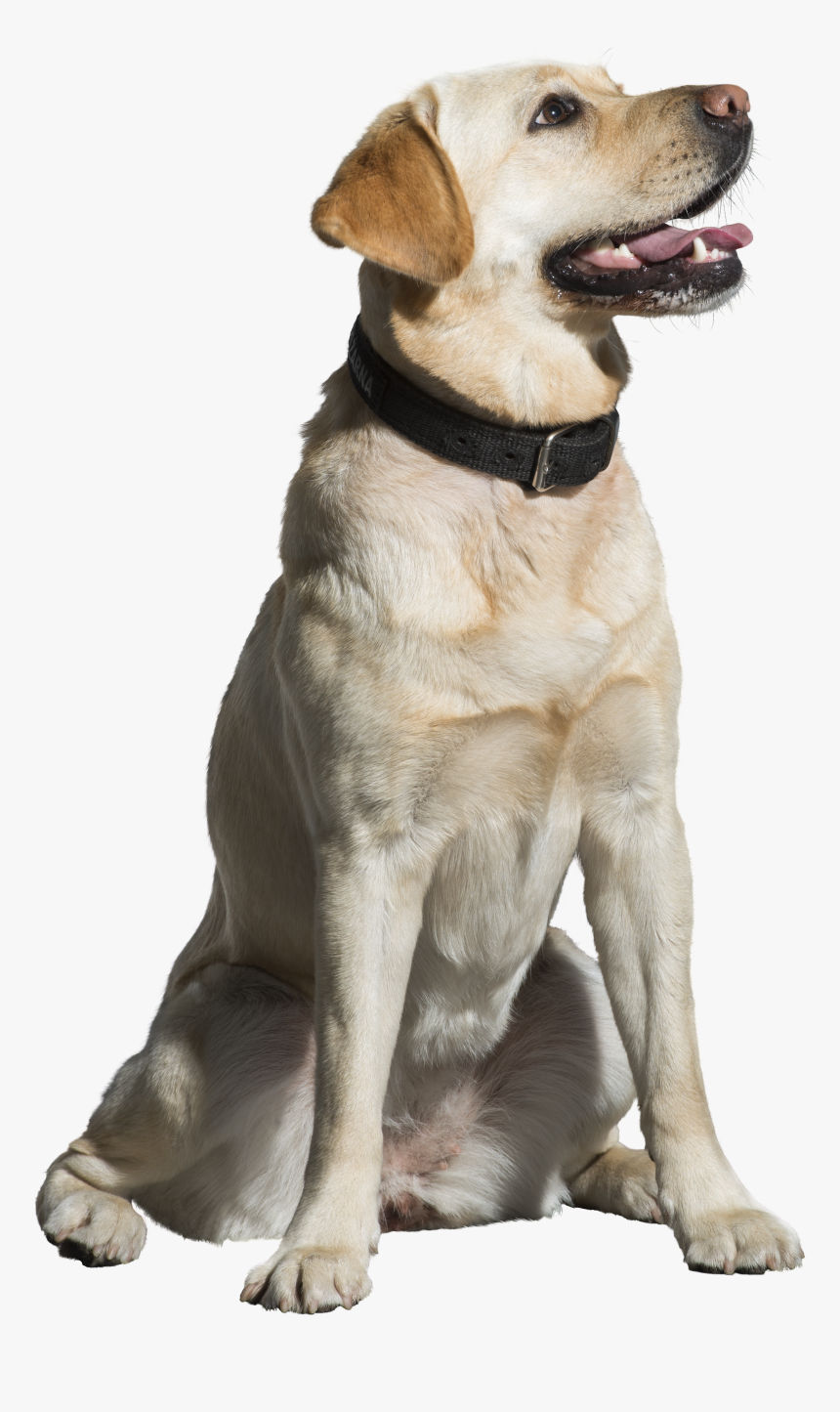 Pets Png, Transparent Png , Transparent Png Image - PNGitem