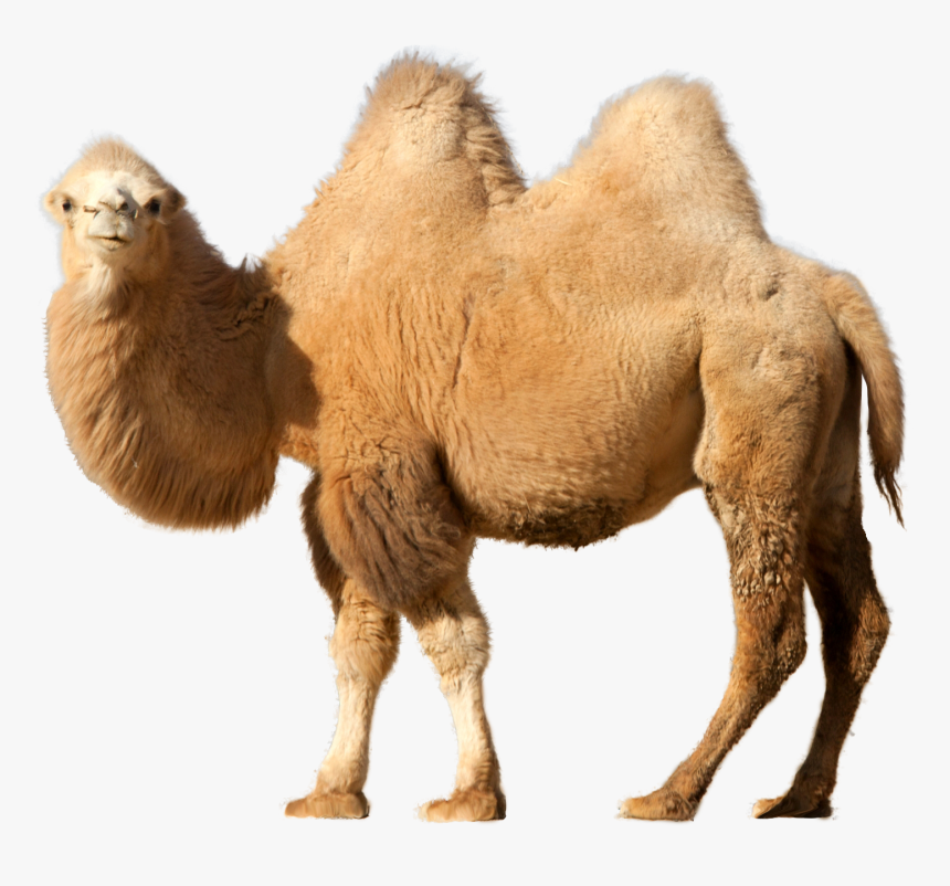 Camel Png - Camel On Transparent Background, Png Download , Transparent ...