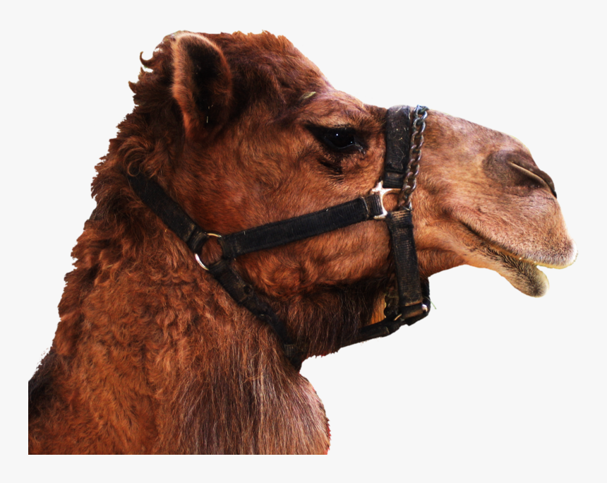 Camel Head No Background, HD Png Download , Transparent Png Image - PNGitem