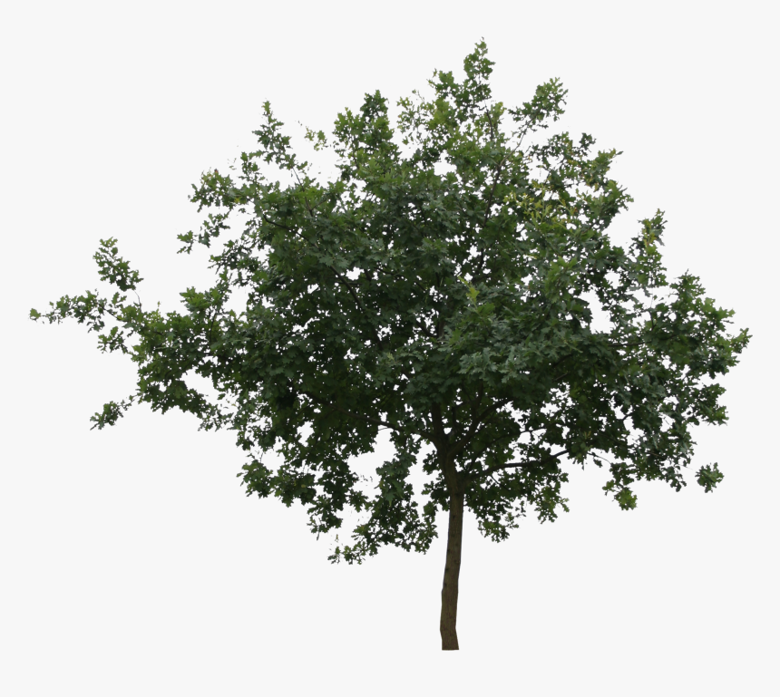 Transparent Tree Cutout Png - Tree Cut Out Png, Png Download ...