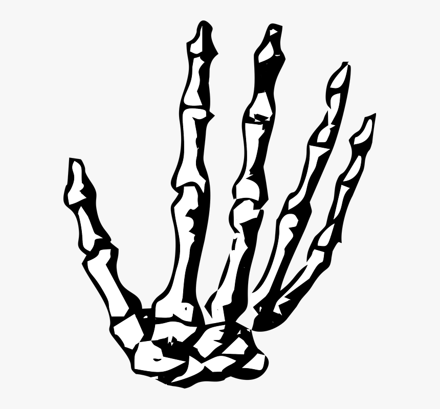 Hand, Skeleton, Skeleton Hand, Halloween, Human, Bone - Skeleton Hands ...