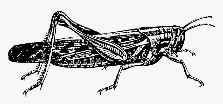 Locust Clip Art, HD Png Download , Transparent Png Image - PNGitem