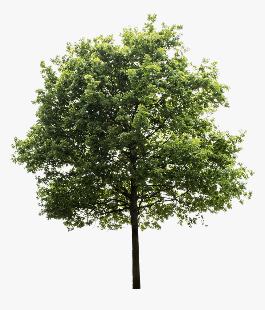 Tree Cutout Png - Transparent Background Tree Png, Png Download ...