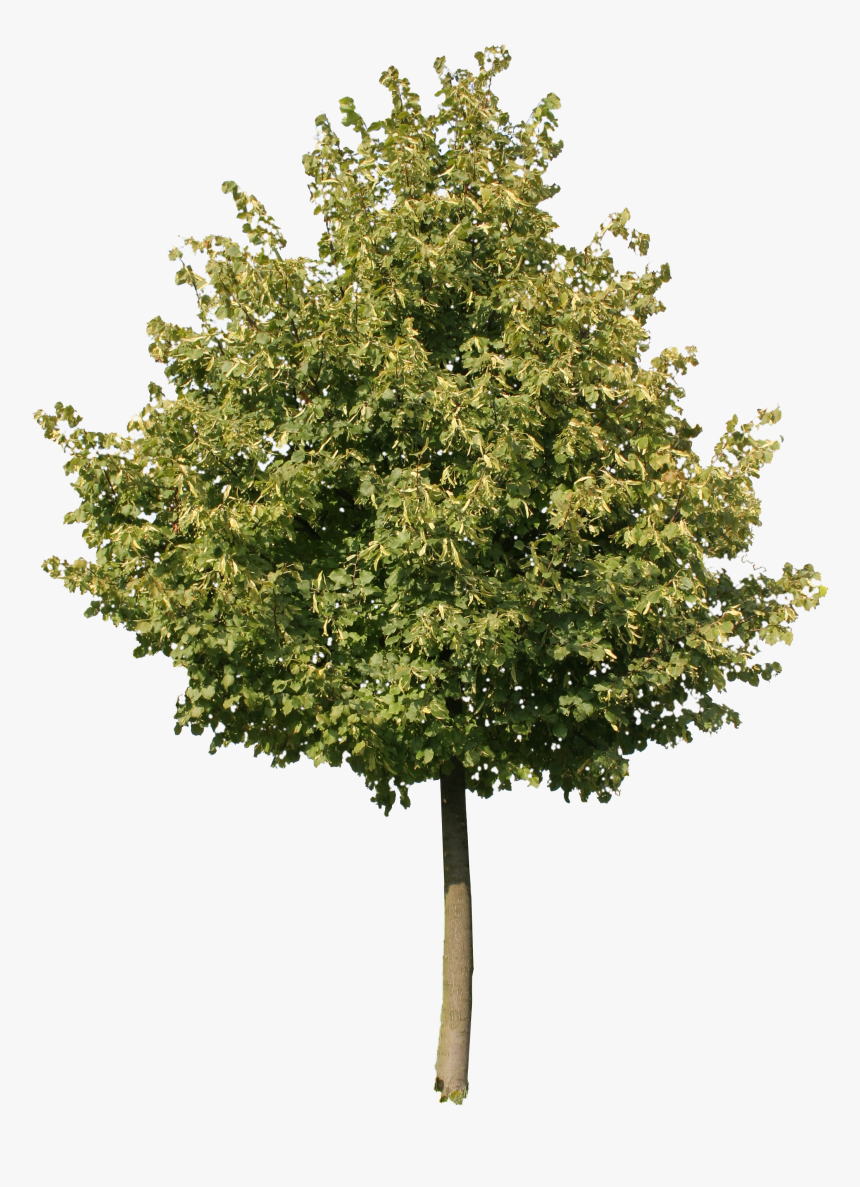 Cut Out Trees Png, Transparent Png , Transparent Png Image - PNGitem