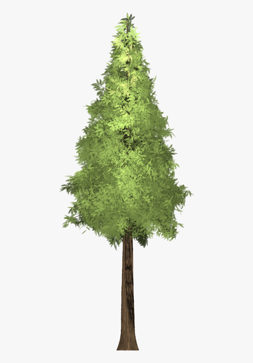 Transparent Pine Trees Png - Tree Front View Png, Png Download ...