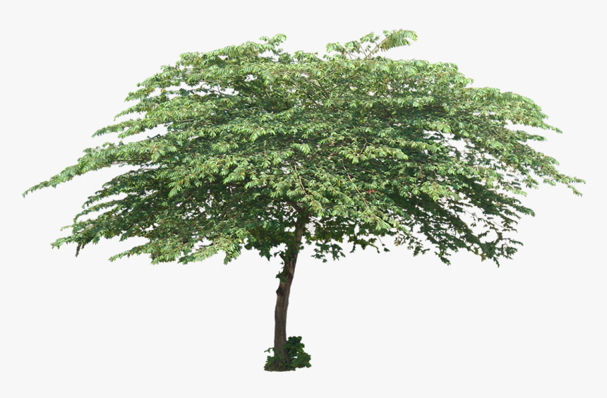Transparent Cut Out Trees Png - High Resolution Tree Png, Png Download ...