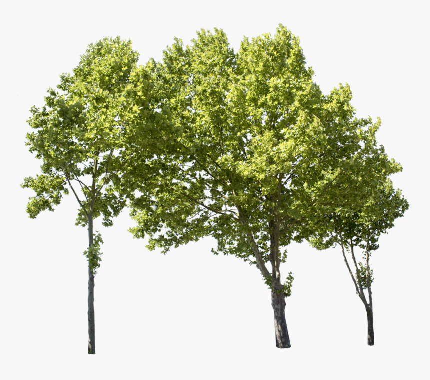 Group Of Trees Png, Transparent Png , Transparent Png Image - PNGitem