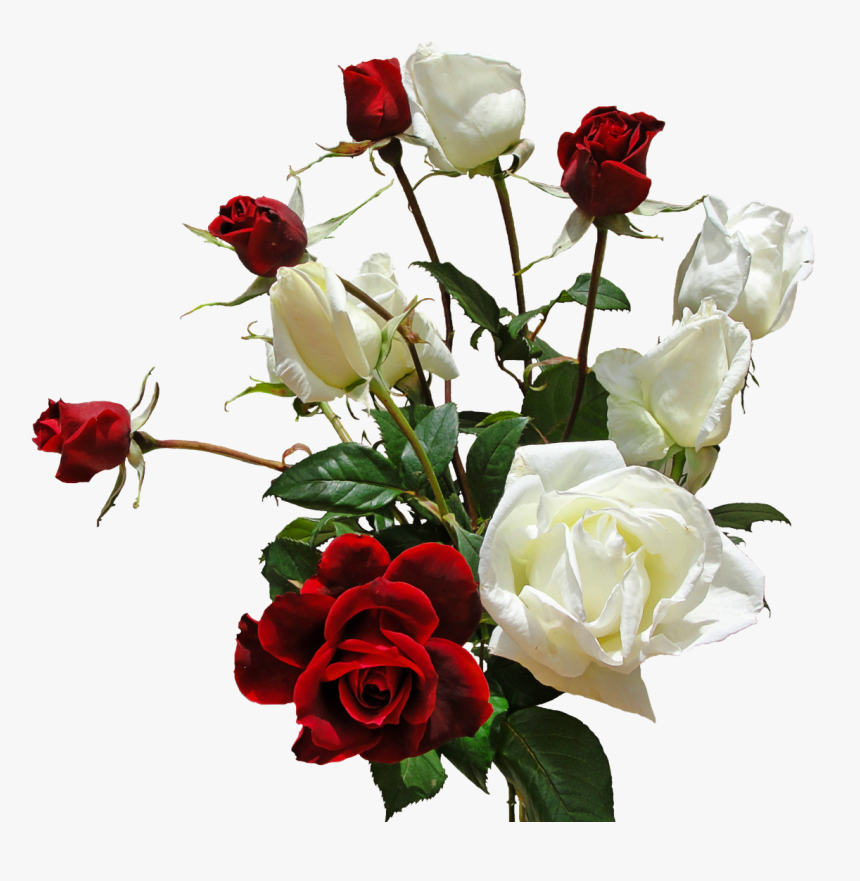 Red And White Roses Png, Transparent Png , Transparent Png Image - PNGitem