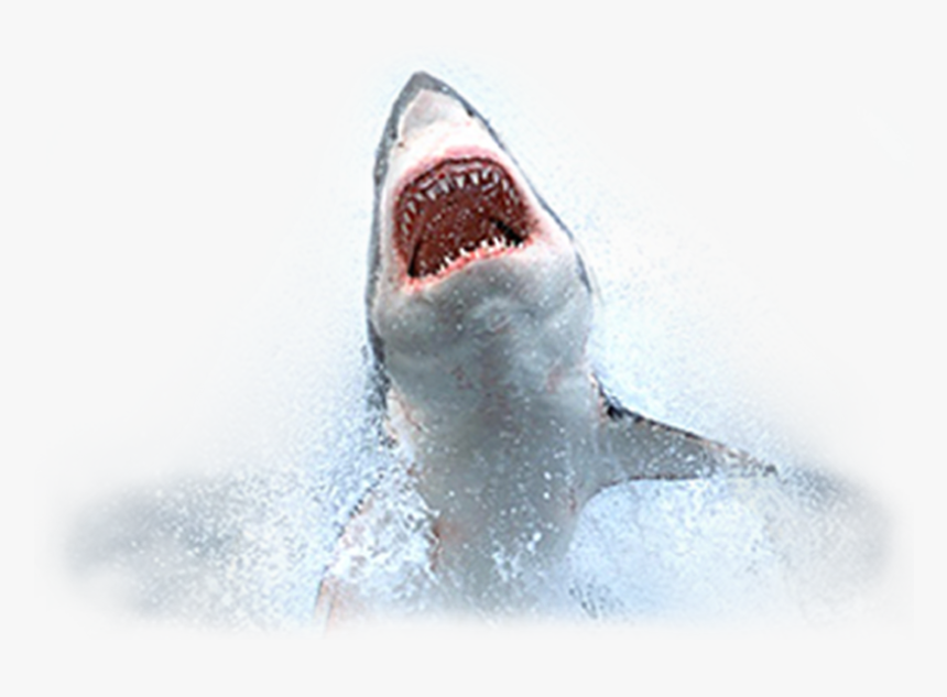 Transparent Fish Png Transparent - Shark Week, Png Download ...