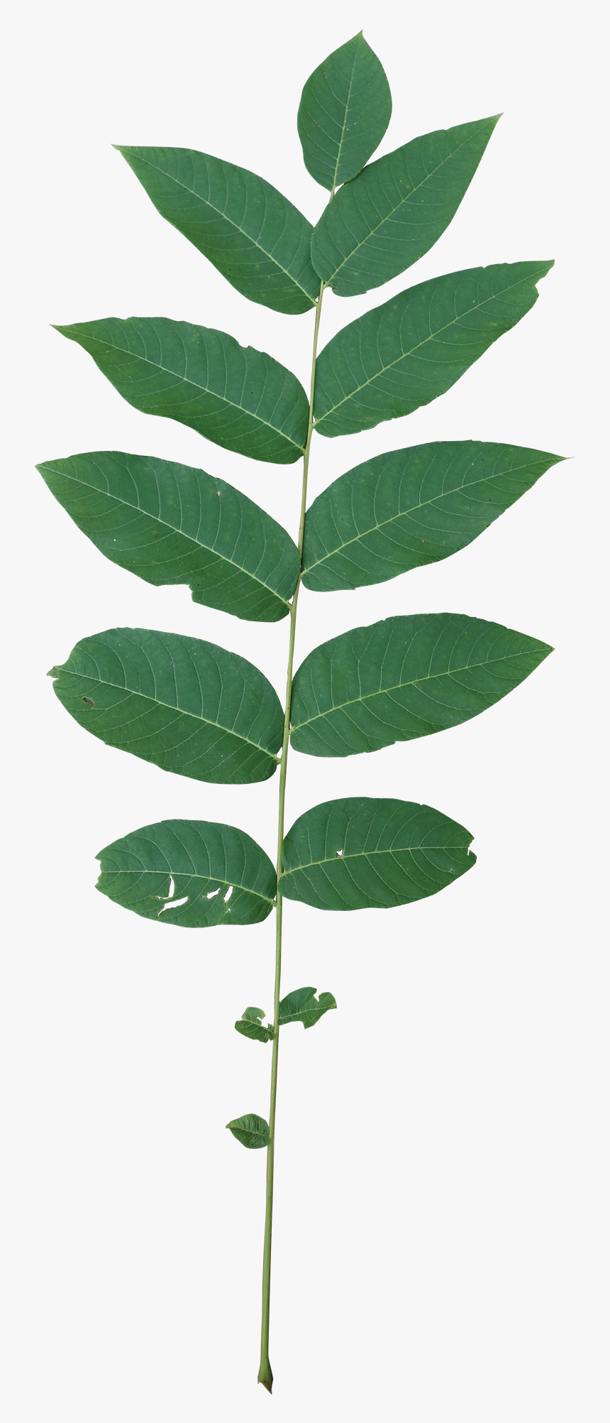 Smooth Sumac, HD Png Download , Transparent Png Image - PNGitem