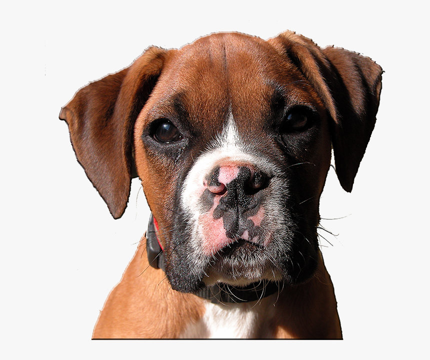 Boxer Dog Head