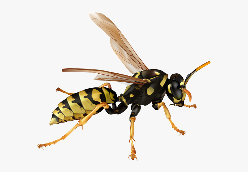 Transparent Hornet Png - Wasp Transparent, Png Download , Transparent ...