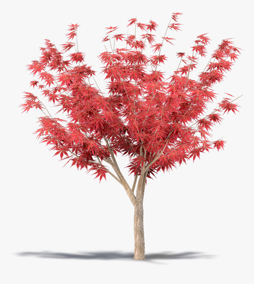 Transparent Japanese Maple Png - Japanese Maple Tree Png, Png Download ...