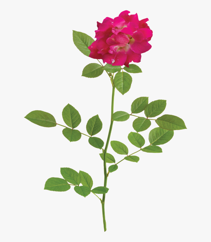 Plant With Flowers Png, Transparent Png , Transparent Png Image - PNGitem