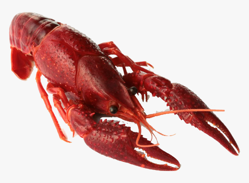 Crawfish Png Transparent Image - Crawfish Png, Png Download ...