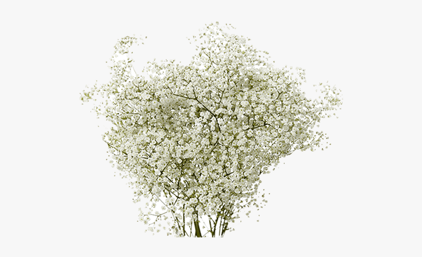 Transparent Baby's Breath Png, Png Download , Transparent Png Image ...